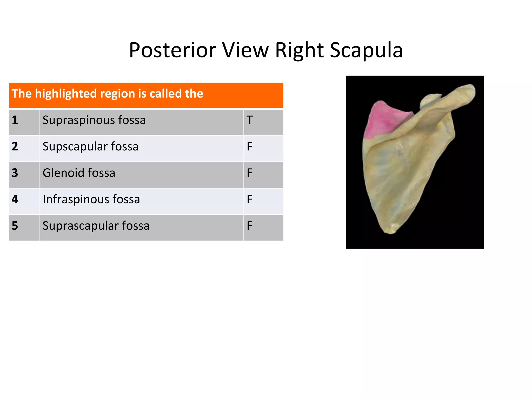 Exam Questions Scapula | PPTX