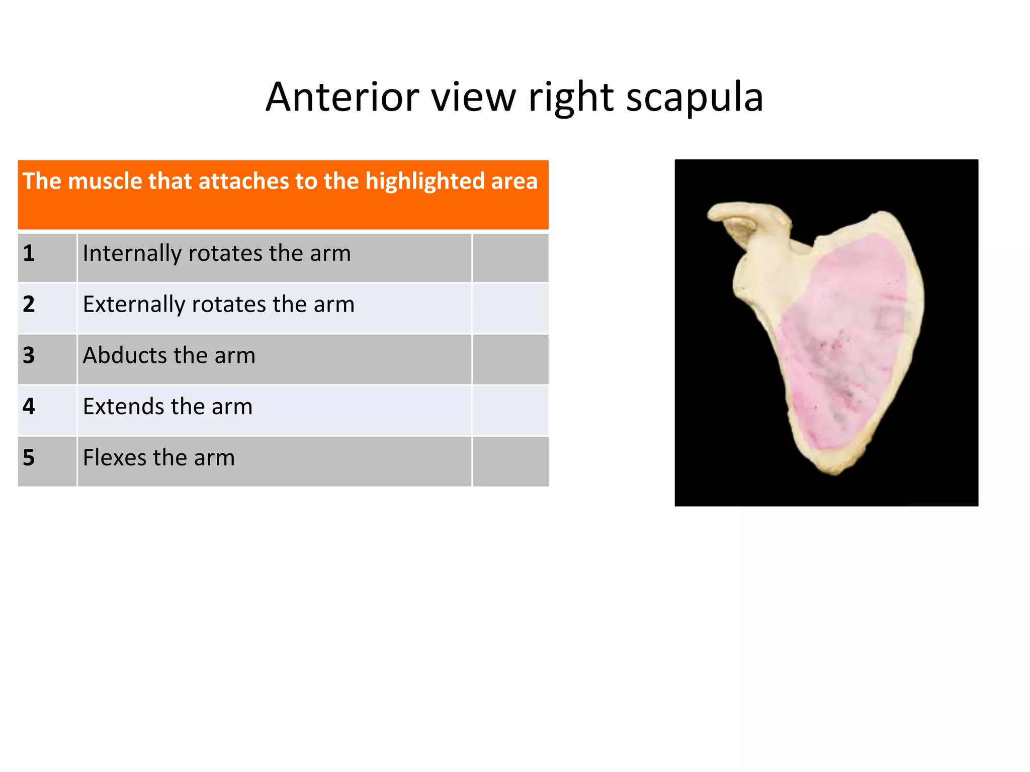 Exam Questions Scapula | PPTX