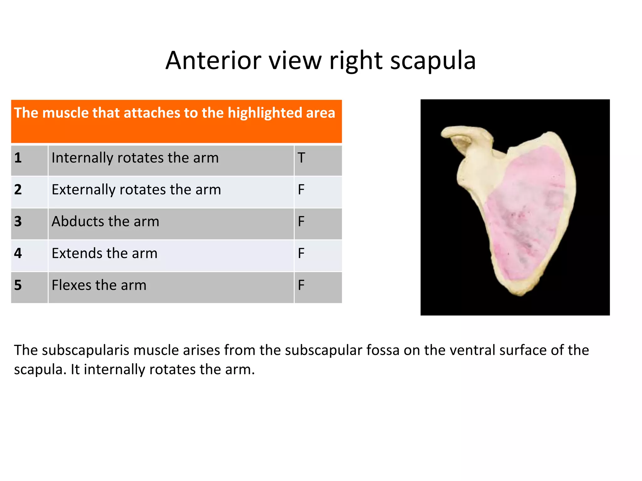 Exam Questions Scapula | PPTX