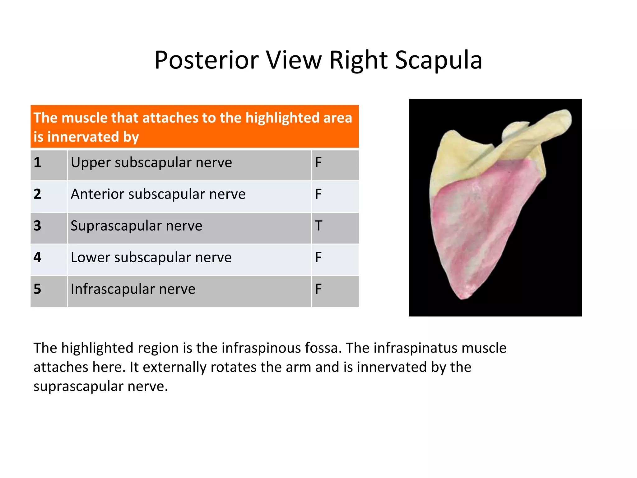 Exam Questions Scapula | PPTX