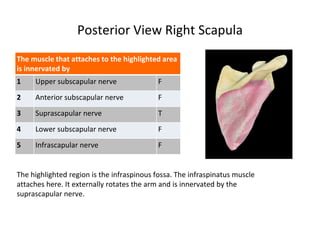 Exam Questions Scapula | PPTX