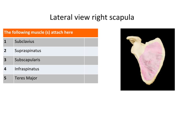 Exam Questions Scapula | PPTX | Death, Injury, or Military Conflict ...