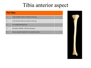 Questions: Tibia | PPTX | Death, Injury, or Military Conflict ...