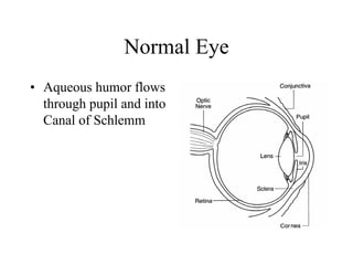 ultrasound biomicroscopy of the eye.ppt