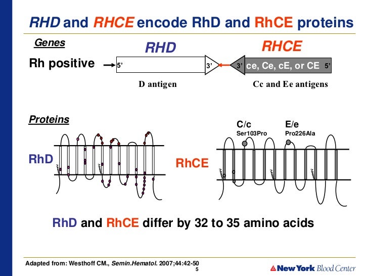 Session 1 - Clinical Significance of RhD