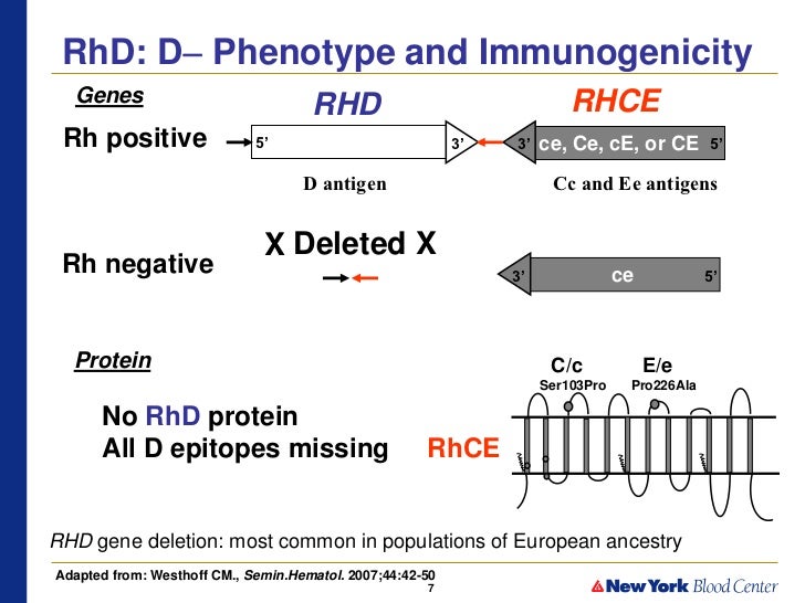Session 1 - Clinical Significance of RhD