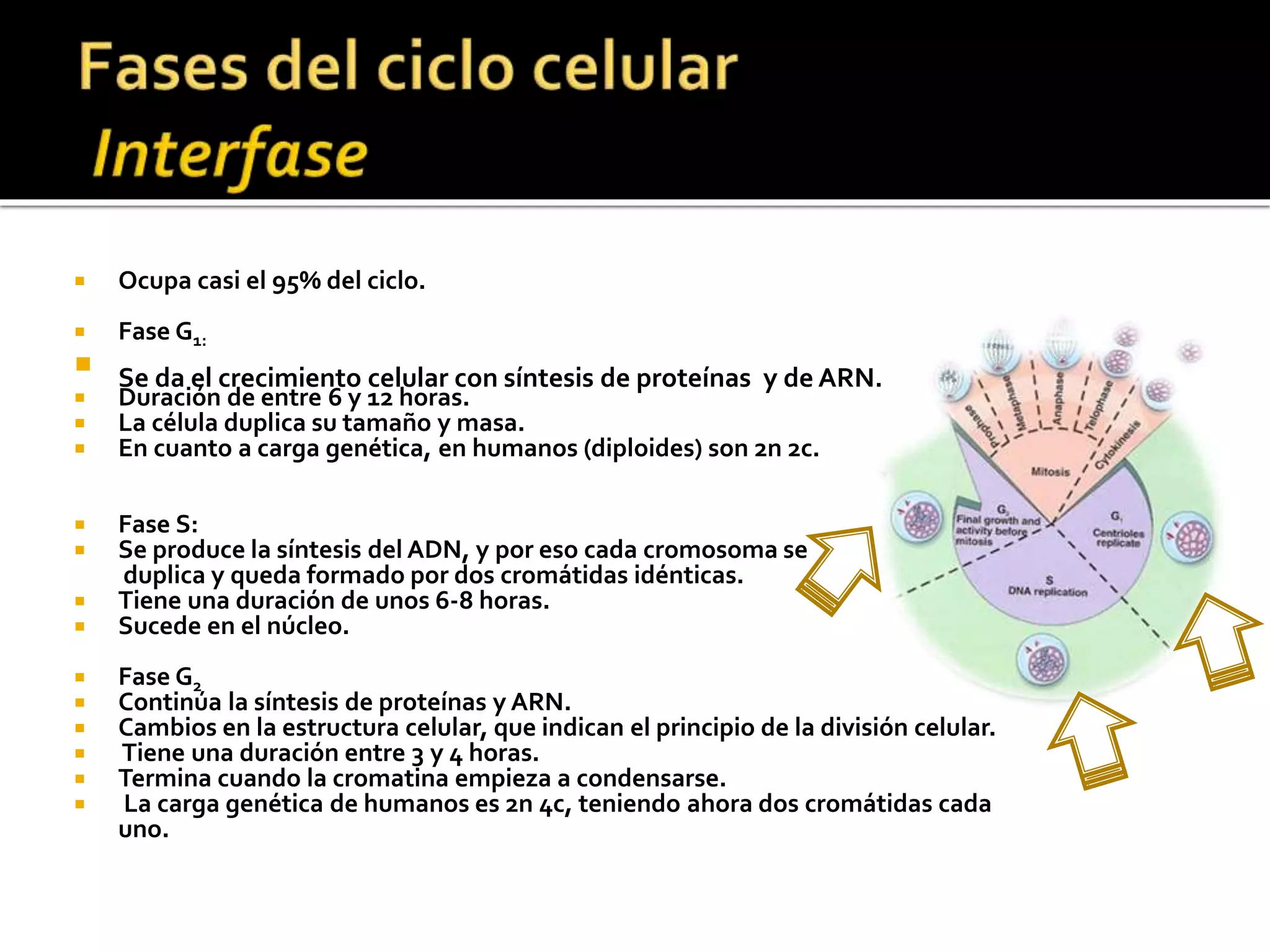Ciclo celular | PPTX