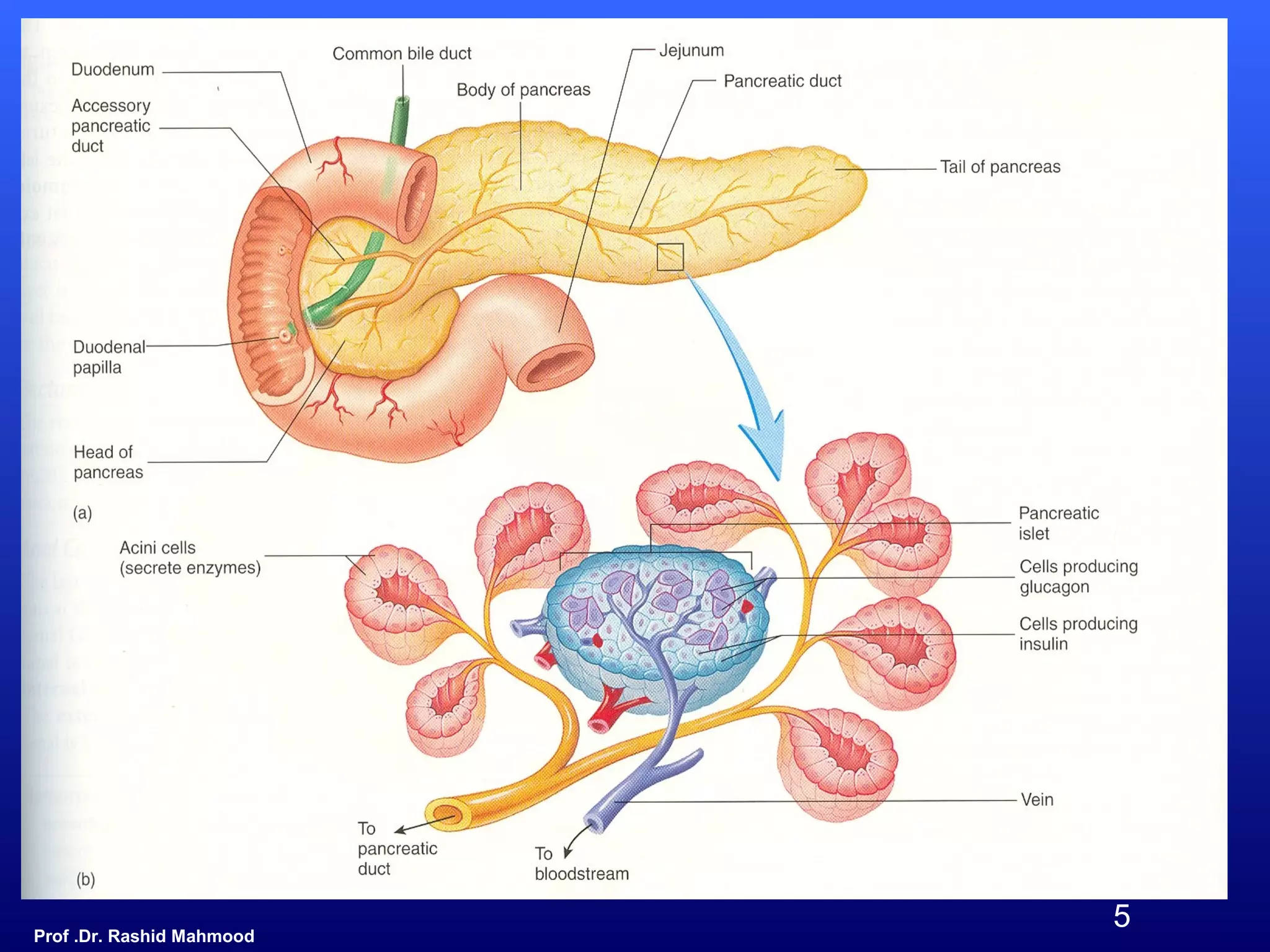 Stages & regulation of pancreatic secretion | PPT