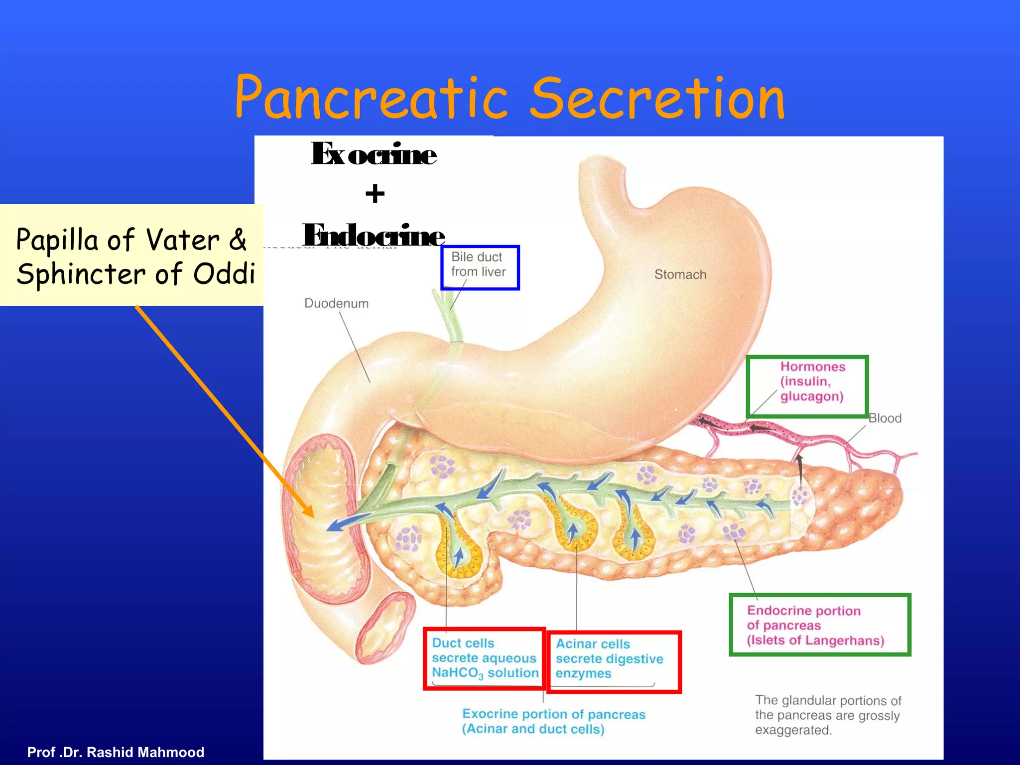 Stages & regulation of pancreatic secretion | PPT