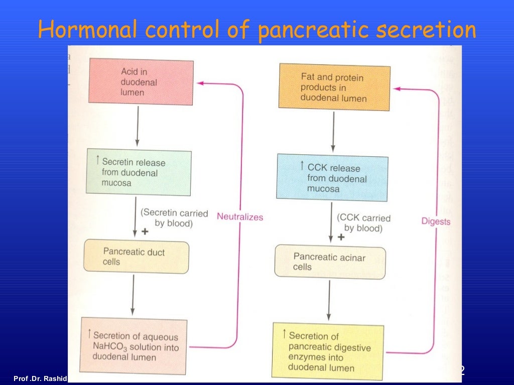 Stages And Regulation Of Pancreatic Secretion