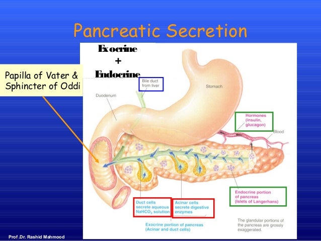 Stages & regulation of pancreatic secretion