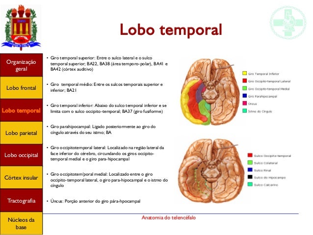 Anatomia do telencéfalo
