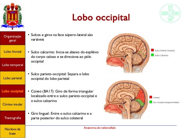Anatomia do telencéfalo