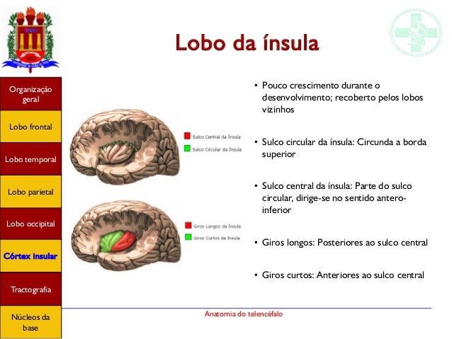 Anatomia do telencéfalo