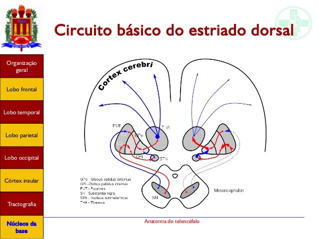Anatomia do telencéfalo