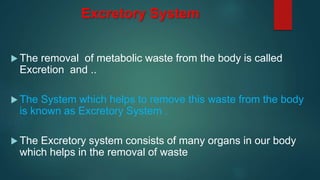 Qci excretory system | PPTX | Lung and Respiratory Health | Diseases ...