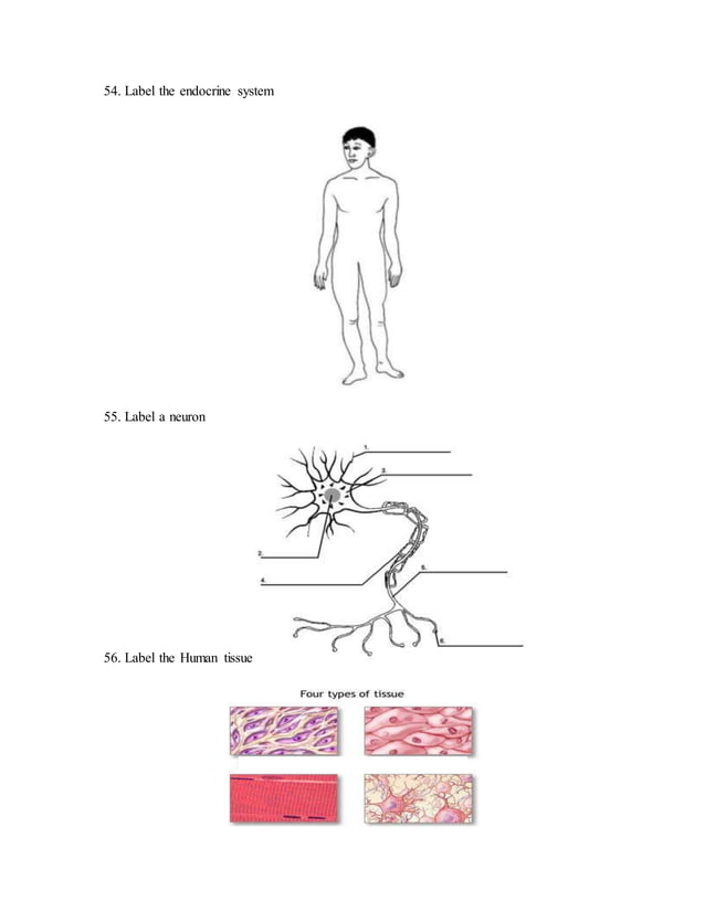 Human Anatomy Pre/Post Assessment | DOCX