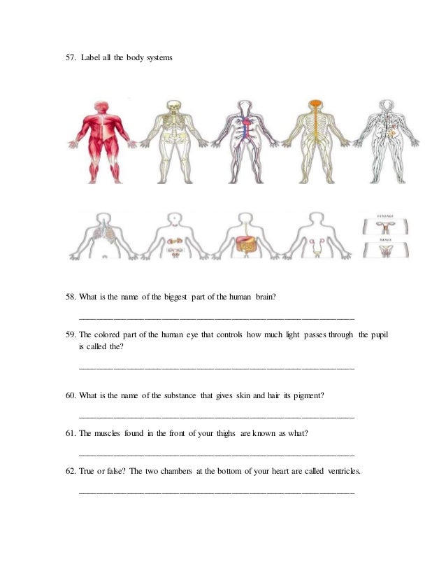 Human Anatomy Pre/Post Assessment
