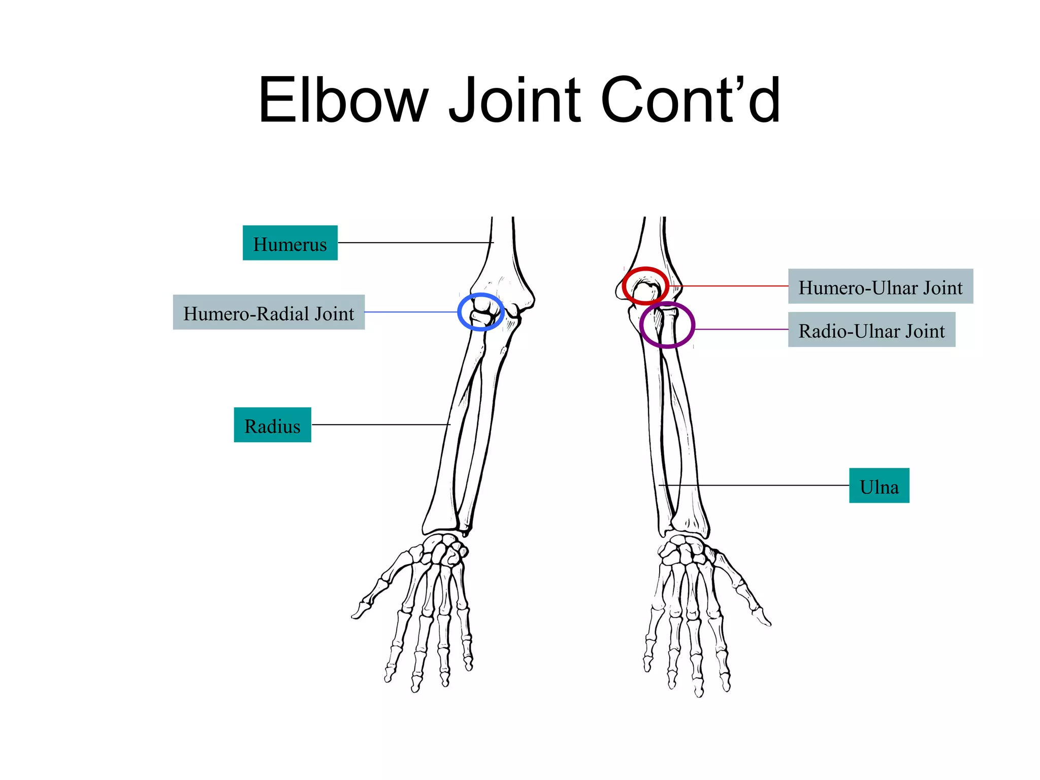Joints of the human body | PPT