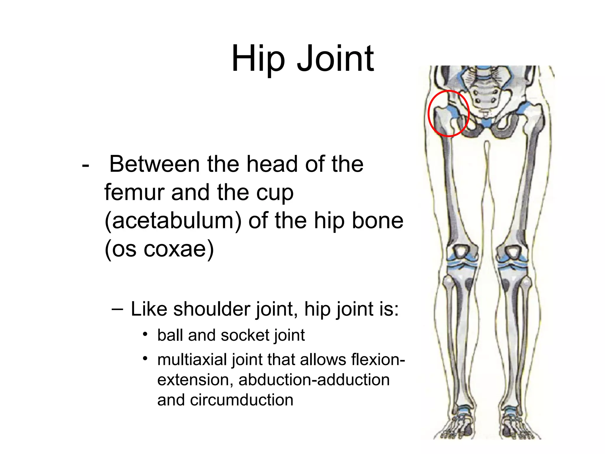 Joints of the human body | PPT | Death, Injury, or Military Conflict ...