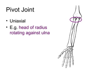 Joints of the human body | PPT