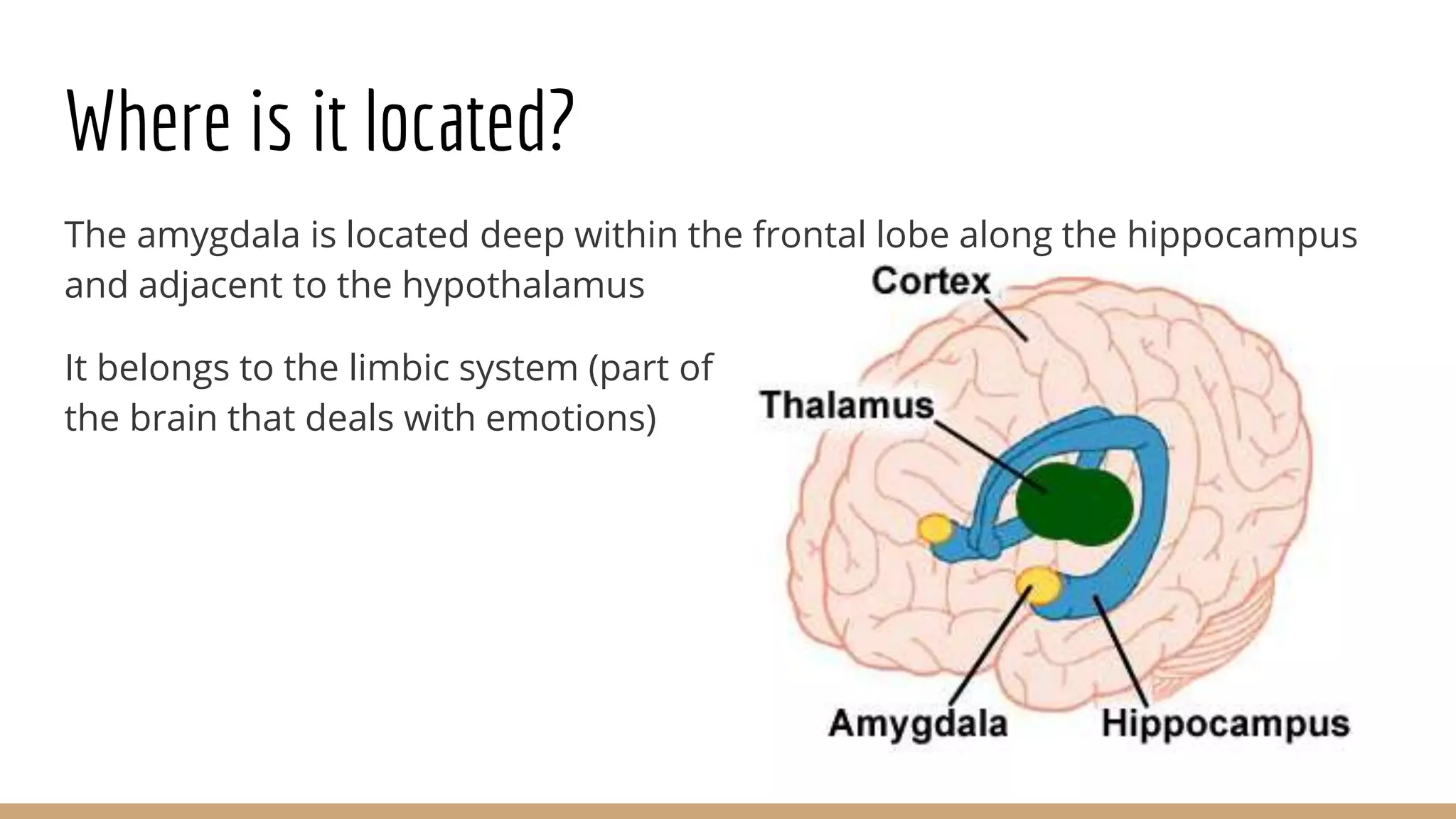 Amygdala | PPTX
