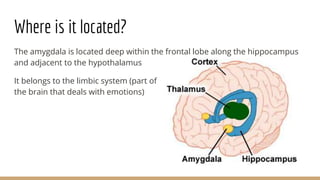 Amygdala | PPTX