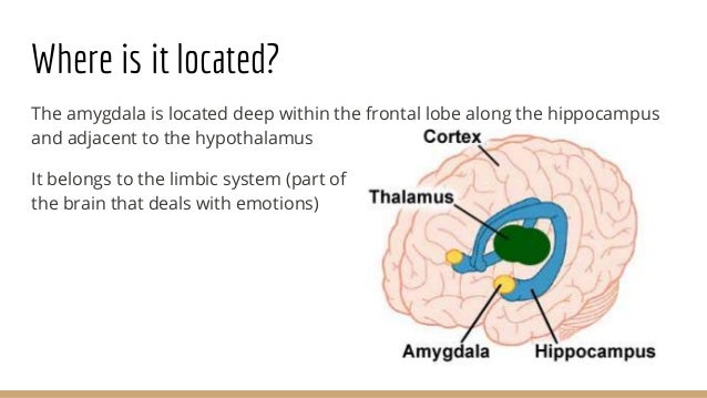 Amygdala