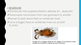 Q fever & scrub typhus | PPT