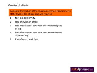 Exam Questions Fibula | PPT