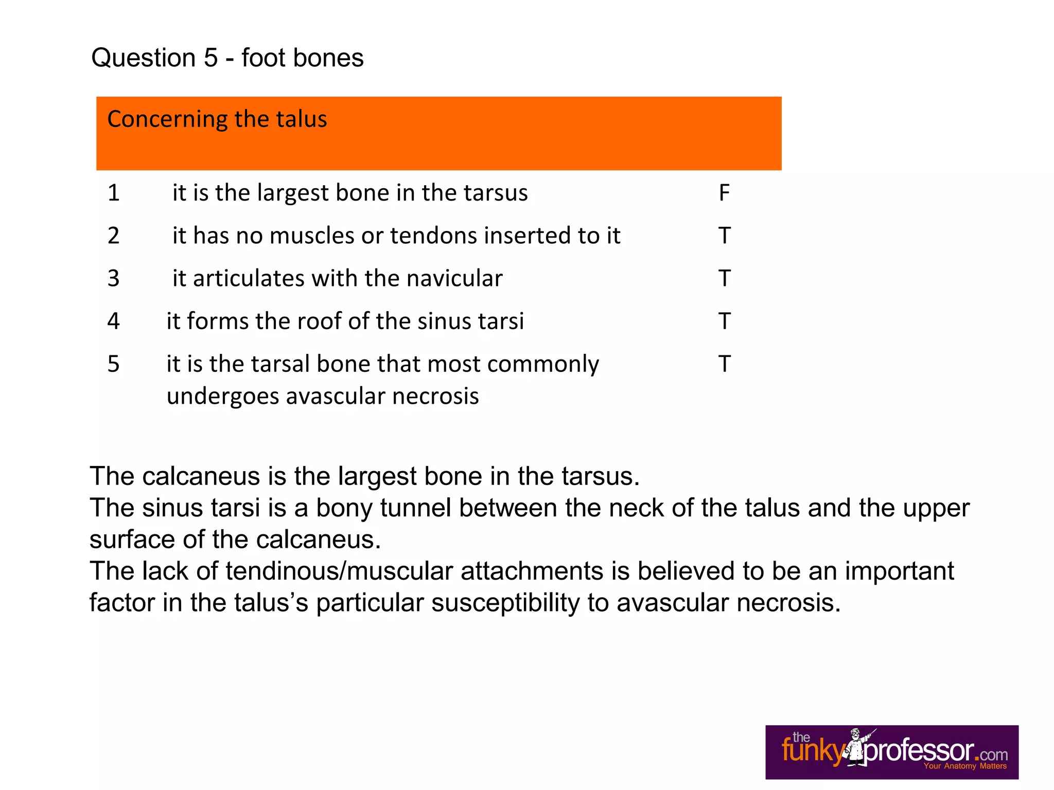 Exam Questions Foot Bones | PPT