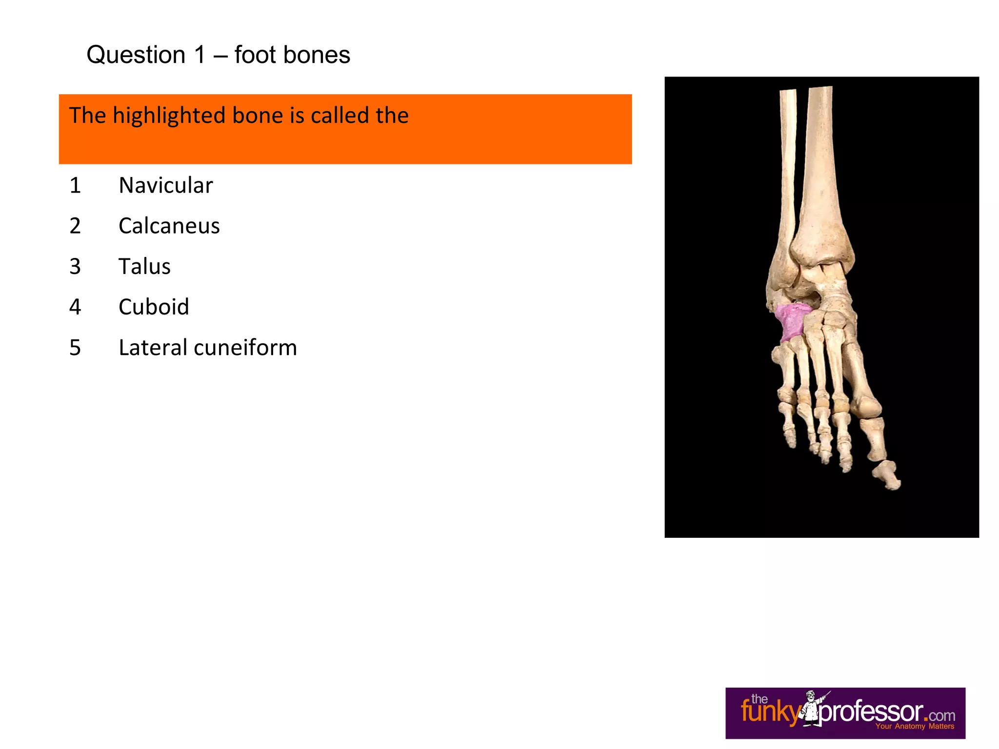 Exam Questions Foot Bones | PPT