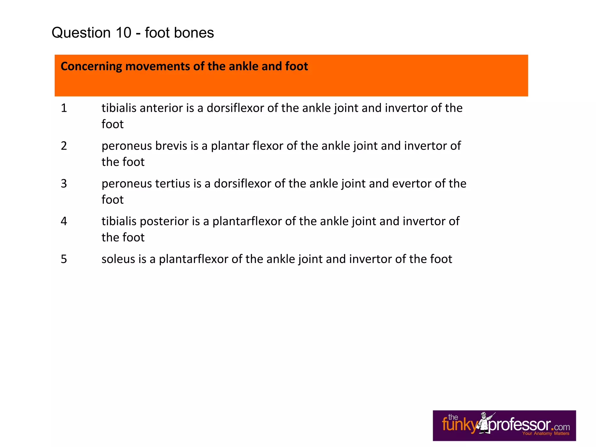 Exam Questions Foot Bones | PPT