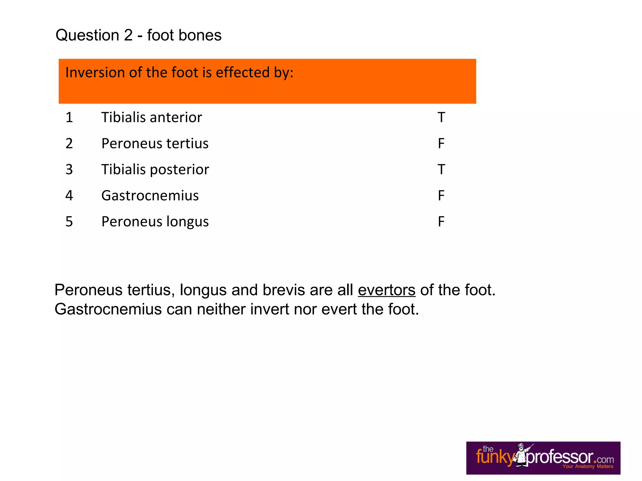 Exam Questions Foot Bones | PPT
