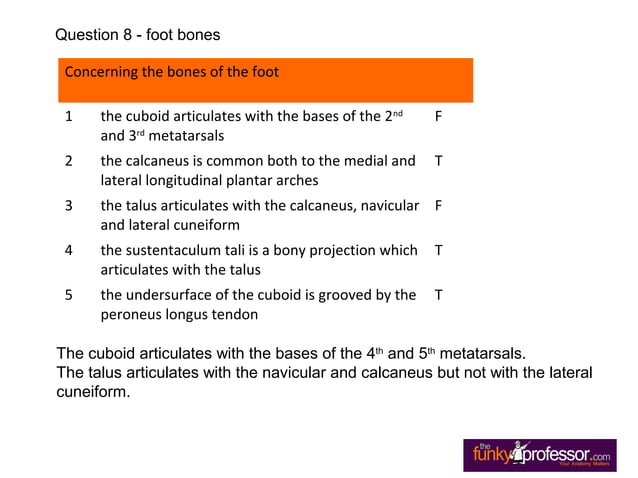 Exam Questions Foot Bones | PPT | Free Download