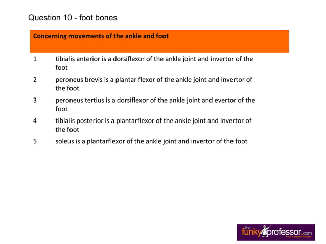 Exam Questions Foot Bones | PPT