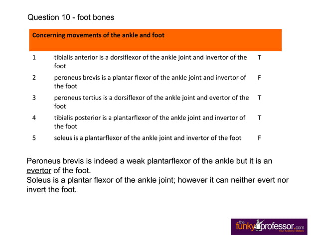Exam Questions Foot Bones | PPT | Free Download