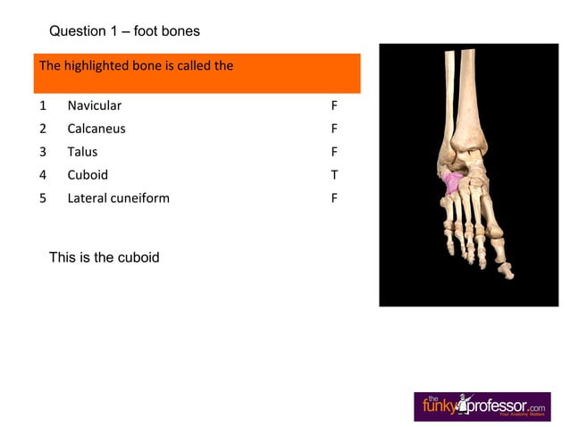 Exam Questions Foot Bones | PPT | Free Download