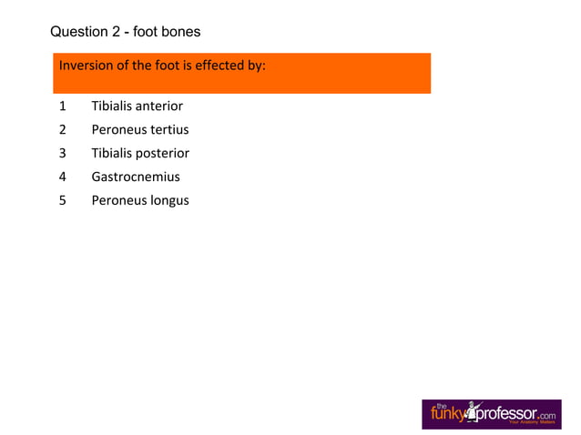 Exam Questions Foot Bones | PPT | Free Download