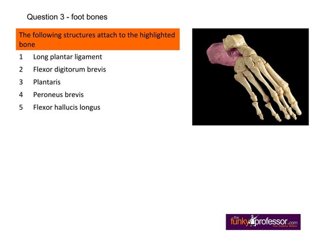 Exam Questions Foot Bones | PPT