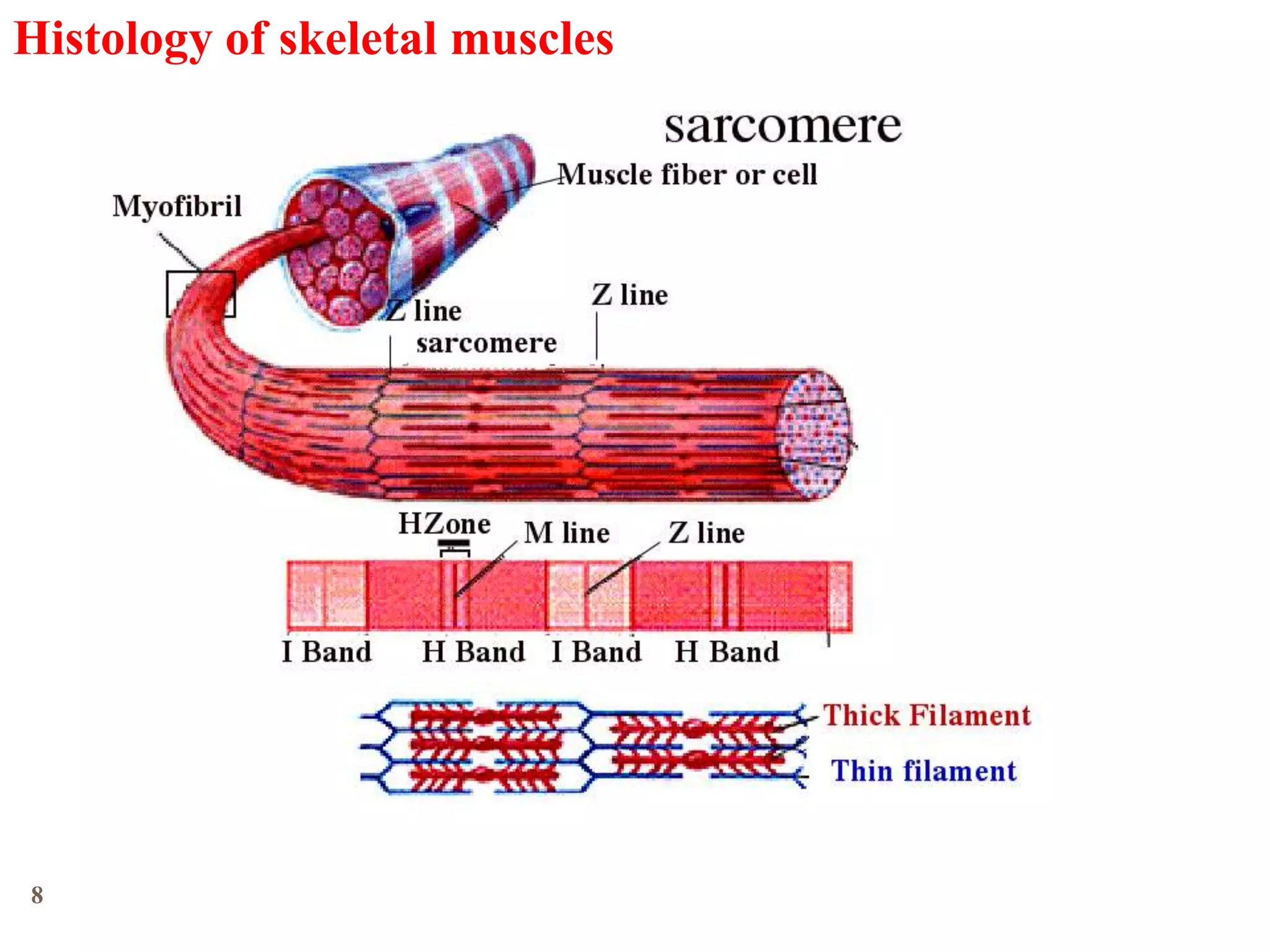 Excitable tissues skeletal_muscle | PPT