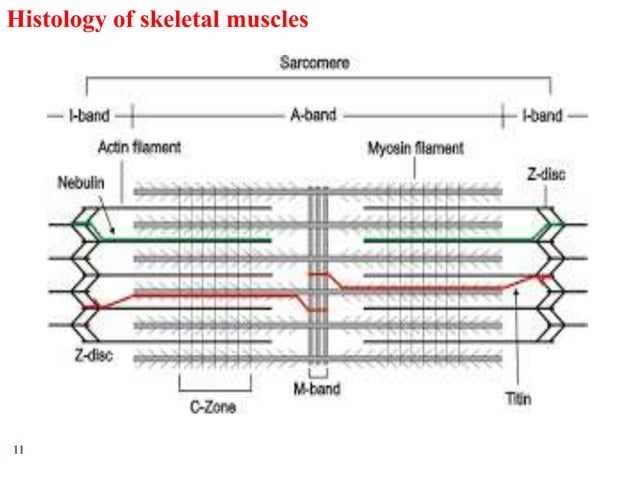 Excitable tissues skeletal_muscle | PPT