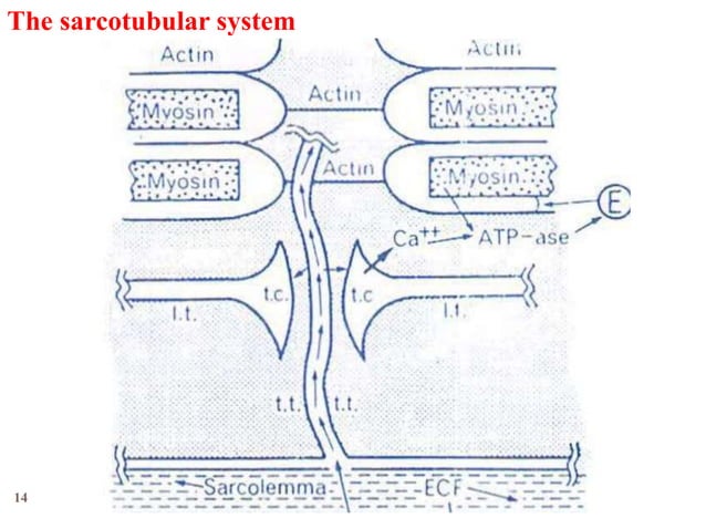 Excitable tissues skeletal_muscle | PPT