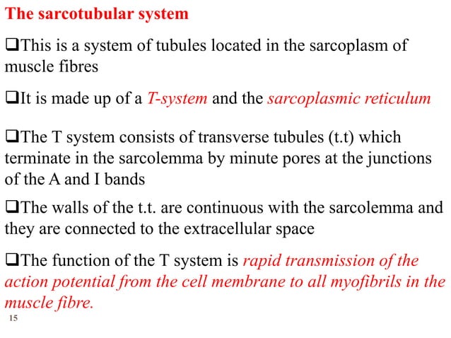 Excitable tissues skeletal_muscle | PPT
