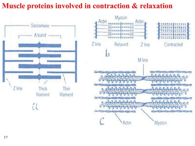 Excitable tissues skeletal_muscle | PPT