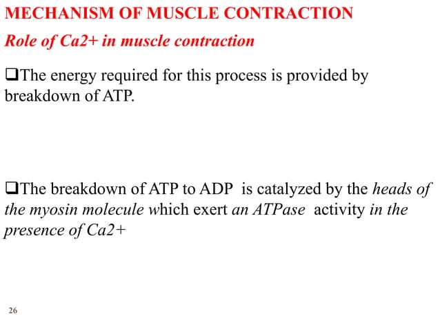 Excitable tissues skeletal_muscle | PPT