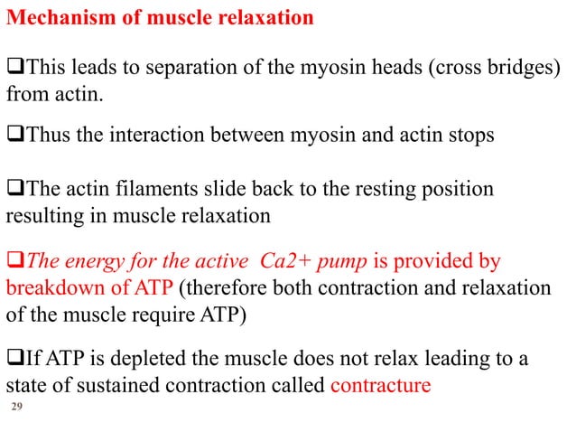Excitable tissues skeletal_muscle | PPT