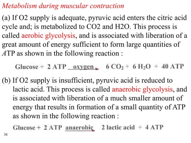 Excitable tissues skeletal_muscle | PPT