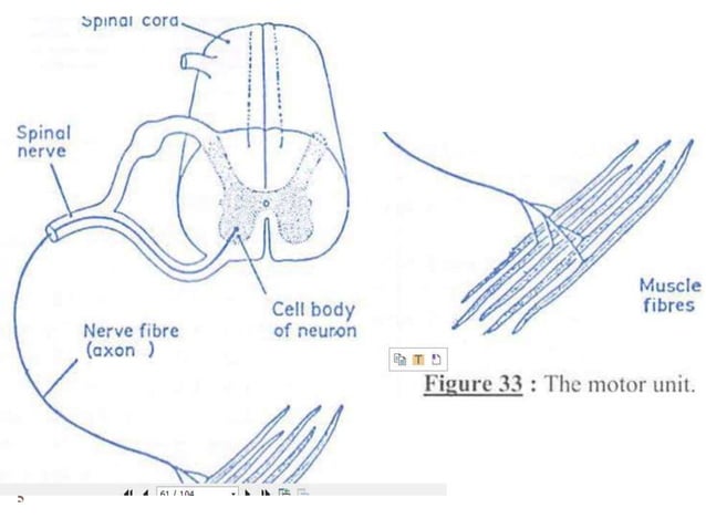 Excitable tissues skeletal_muscle | PPT