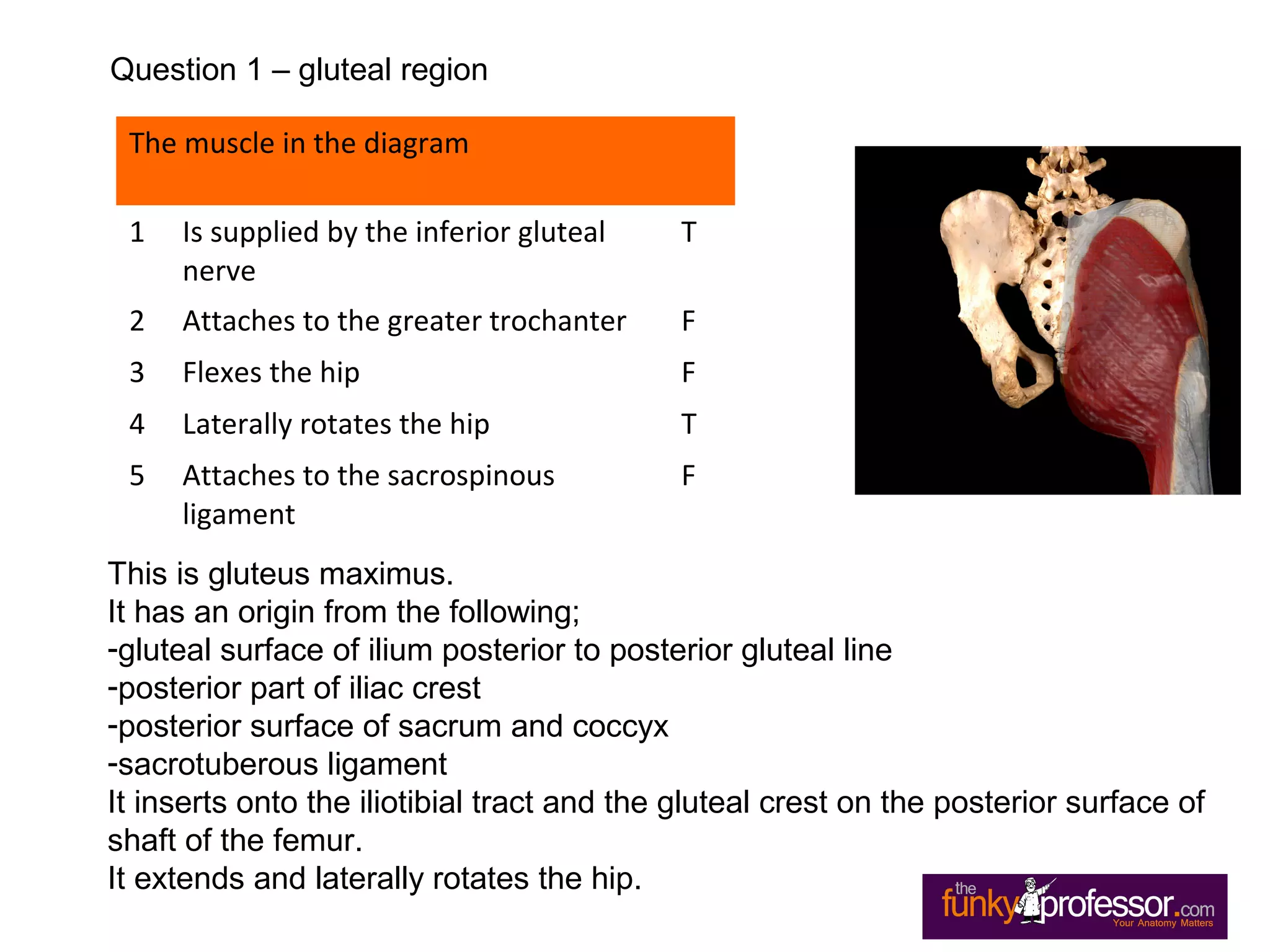Exam Questions Gluteal Region | PPT